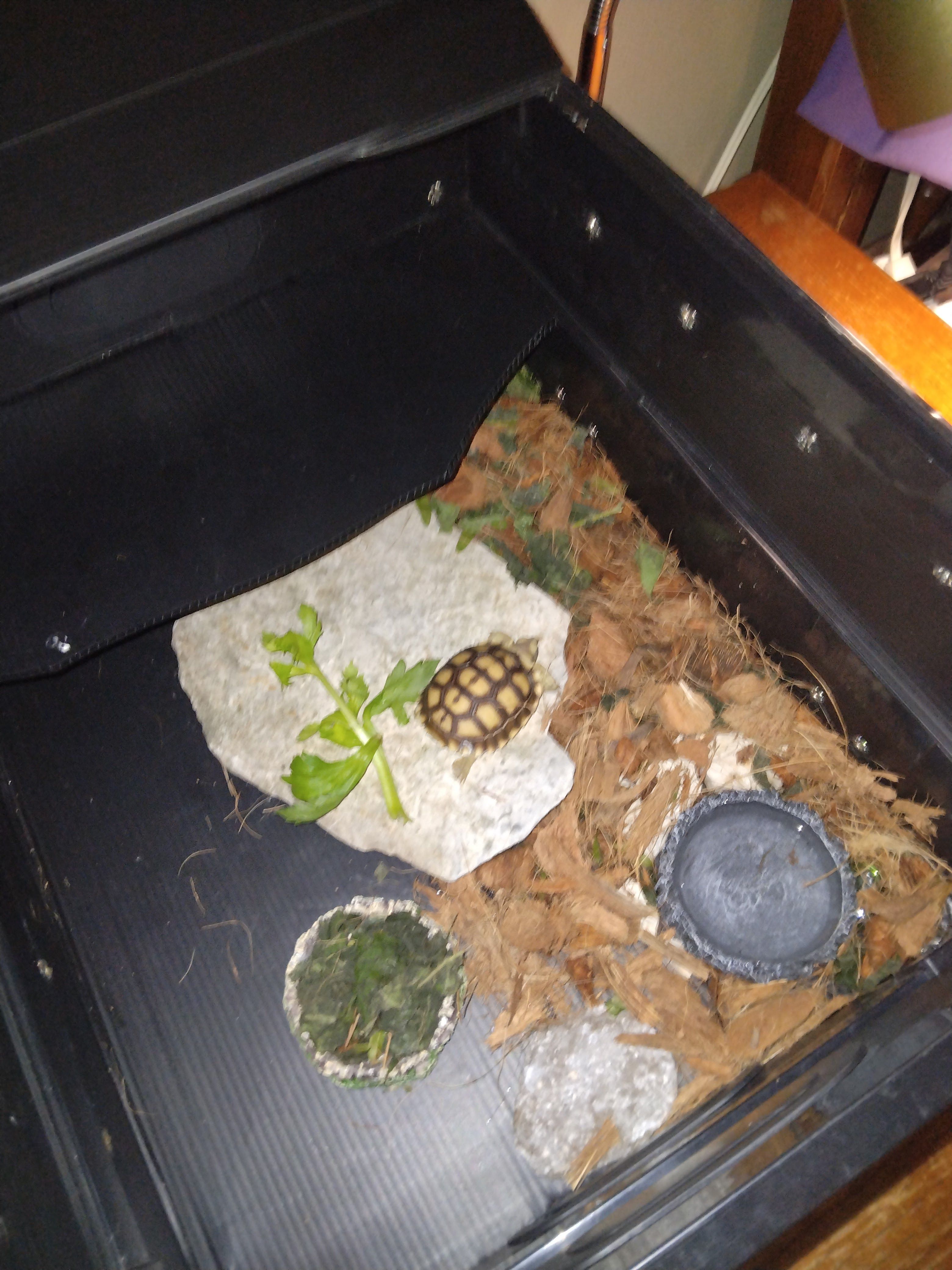 TEDDY | Tortoise Forum